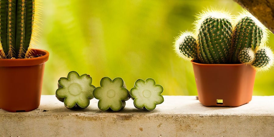 The Ultimate Mescaline Cactus Guide